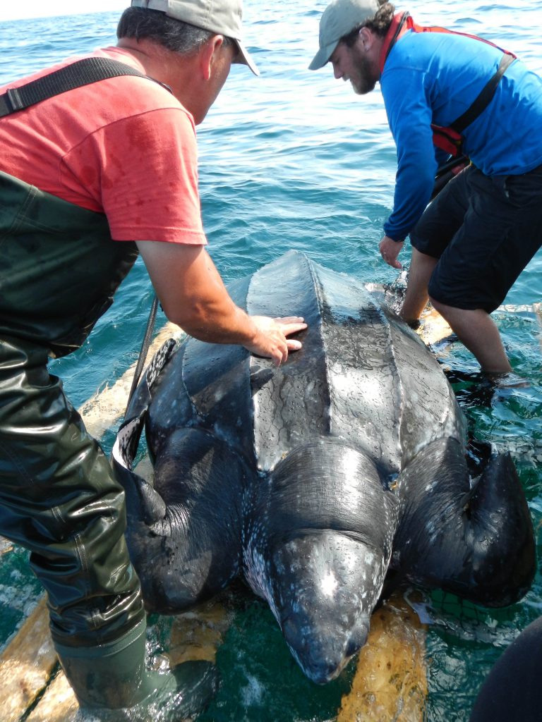 Our Research - Canadian Sea Turtle Network